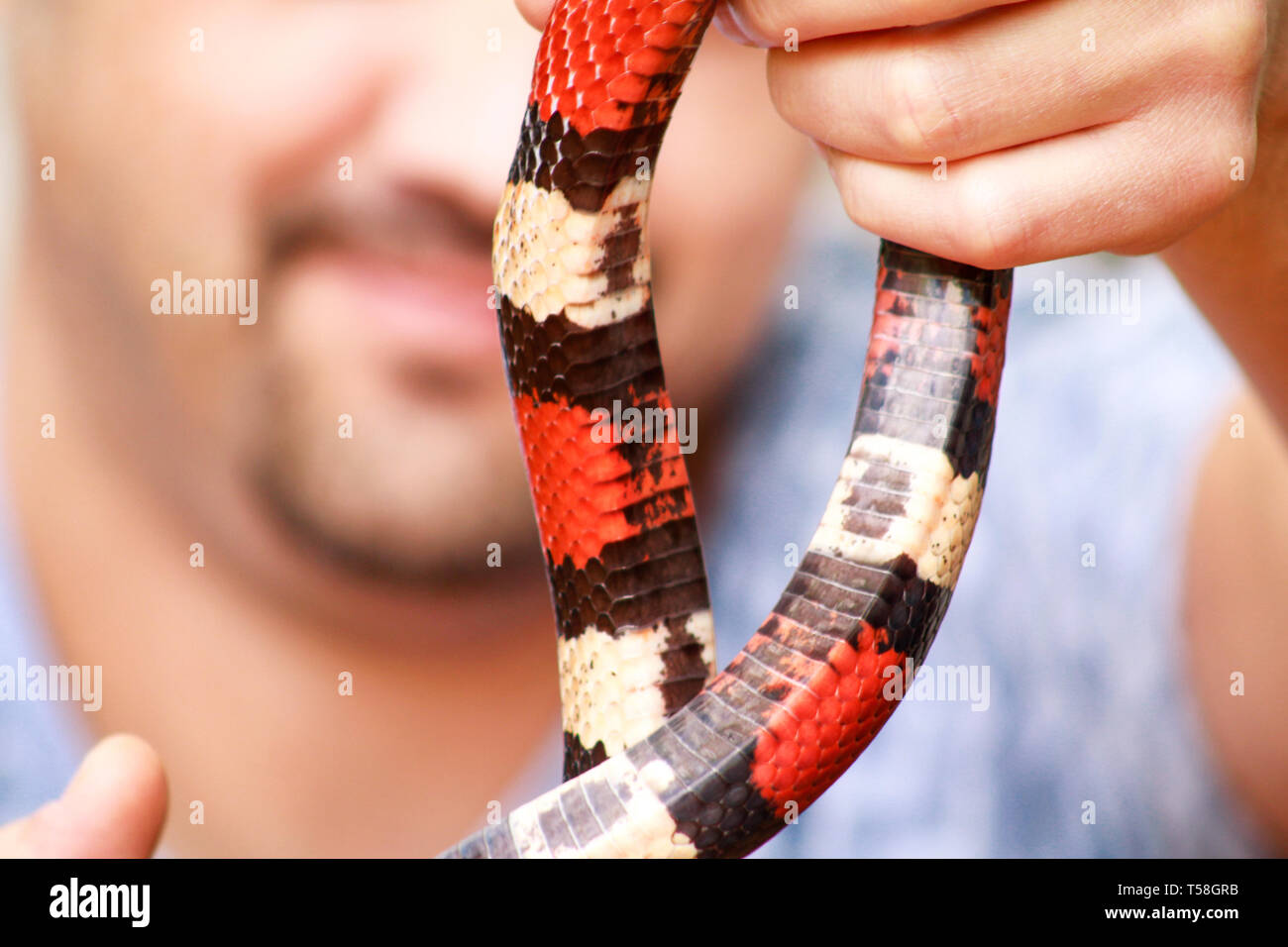 Boy with snakes. Man holds in hands reptile Milk snake Lampropeltis ...