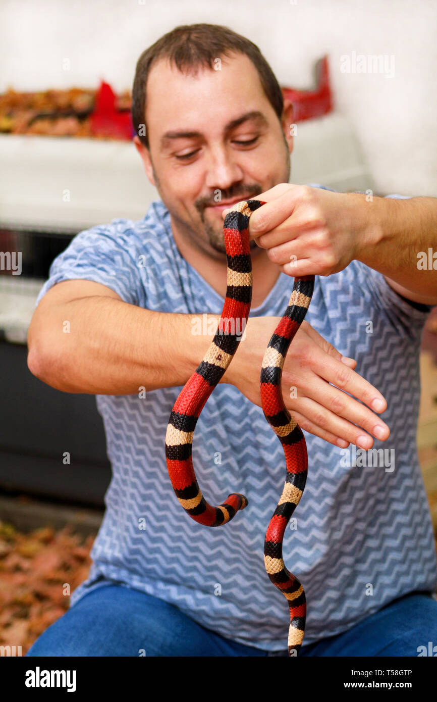 Boy with snakes. Man holds in hands reptile Milk snake Lampropeltis ...