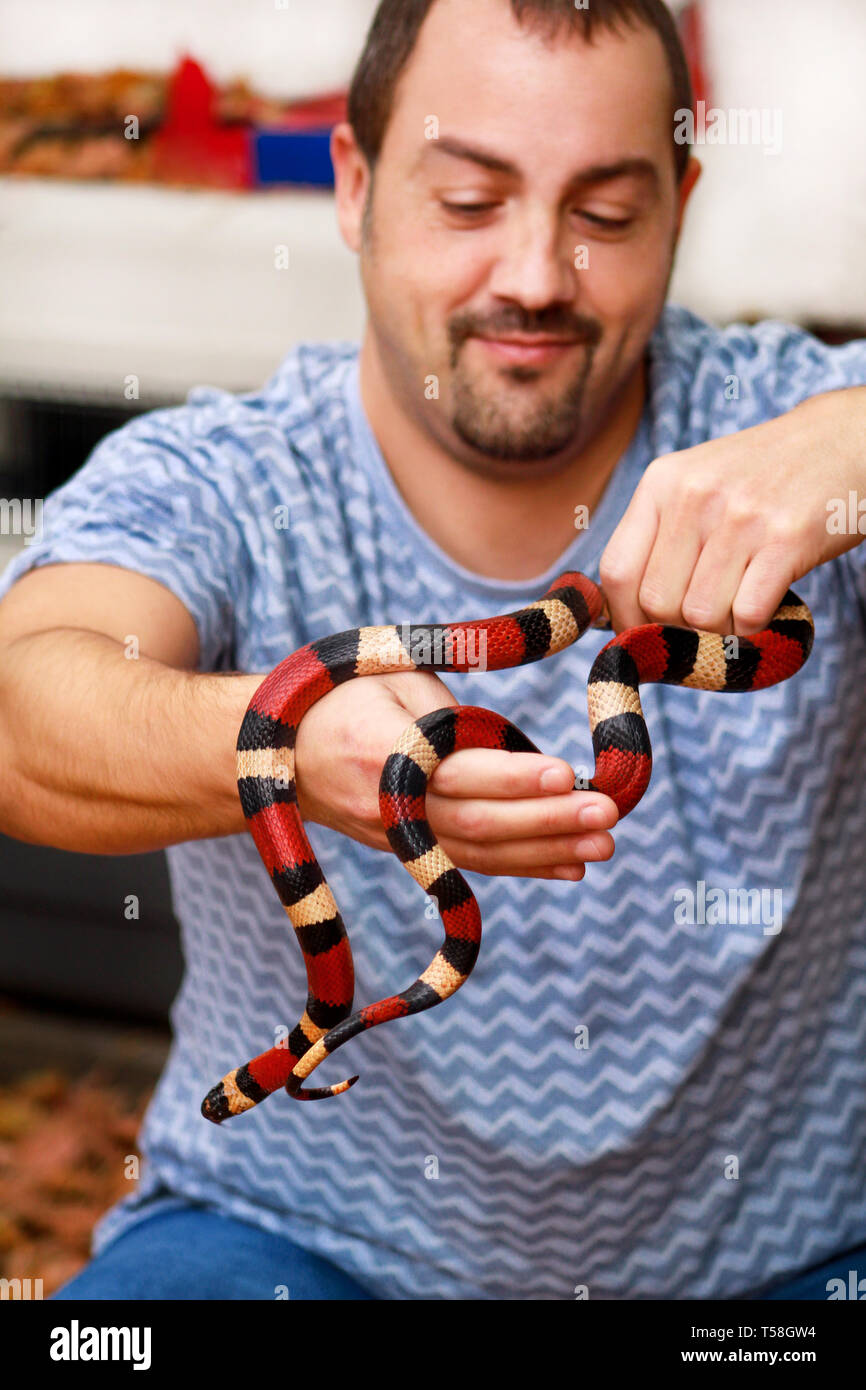 Boy with snakes. Man holds in hands reptile Milk snake Lampropeltis ...