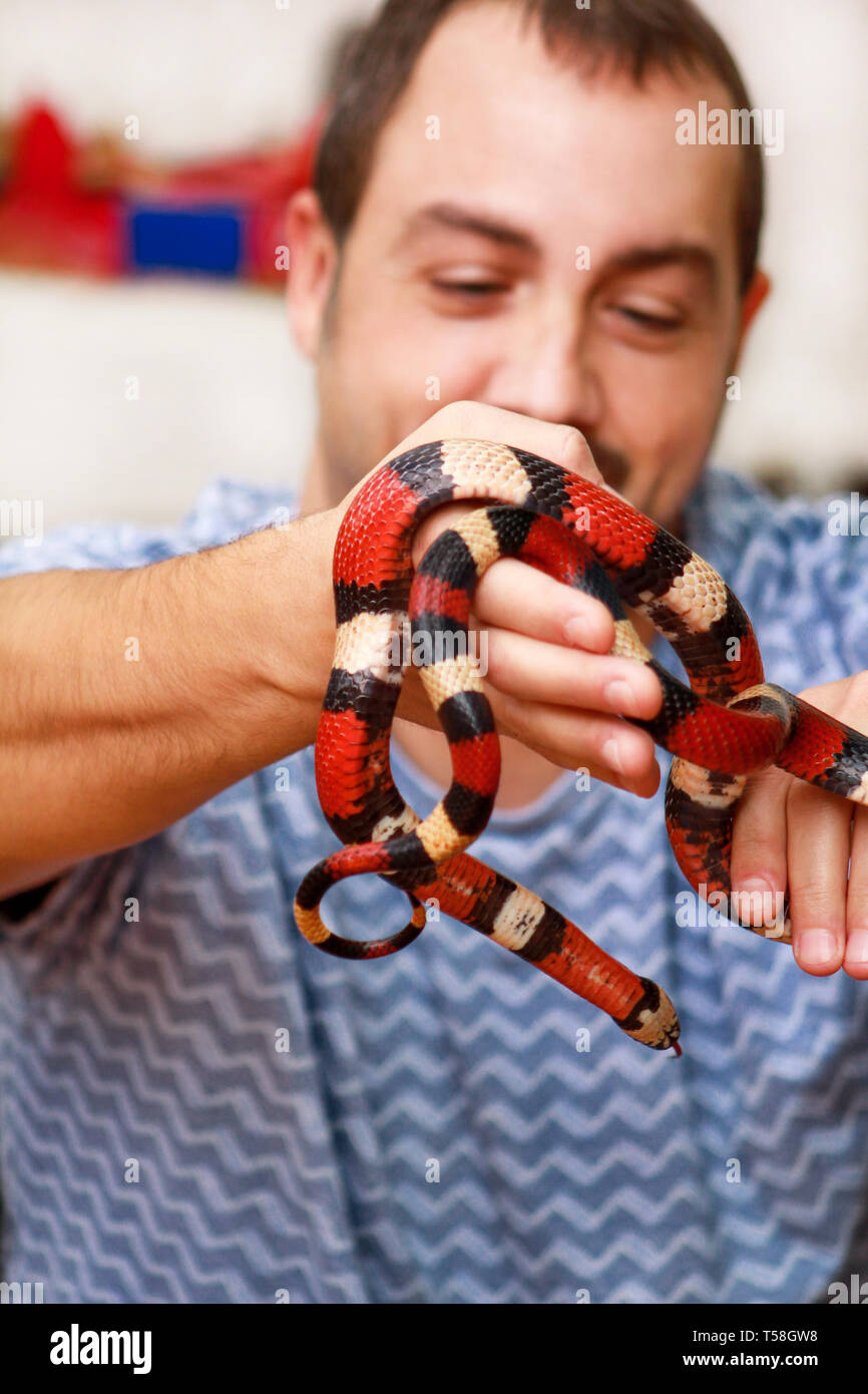 Boy with snakes. Man holds in hands reptile Milk snake Lampropeltis ...