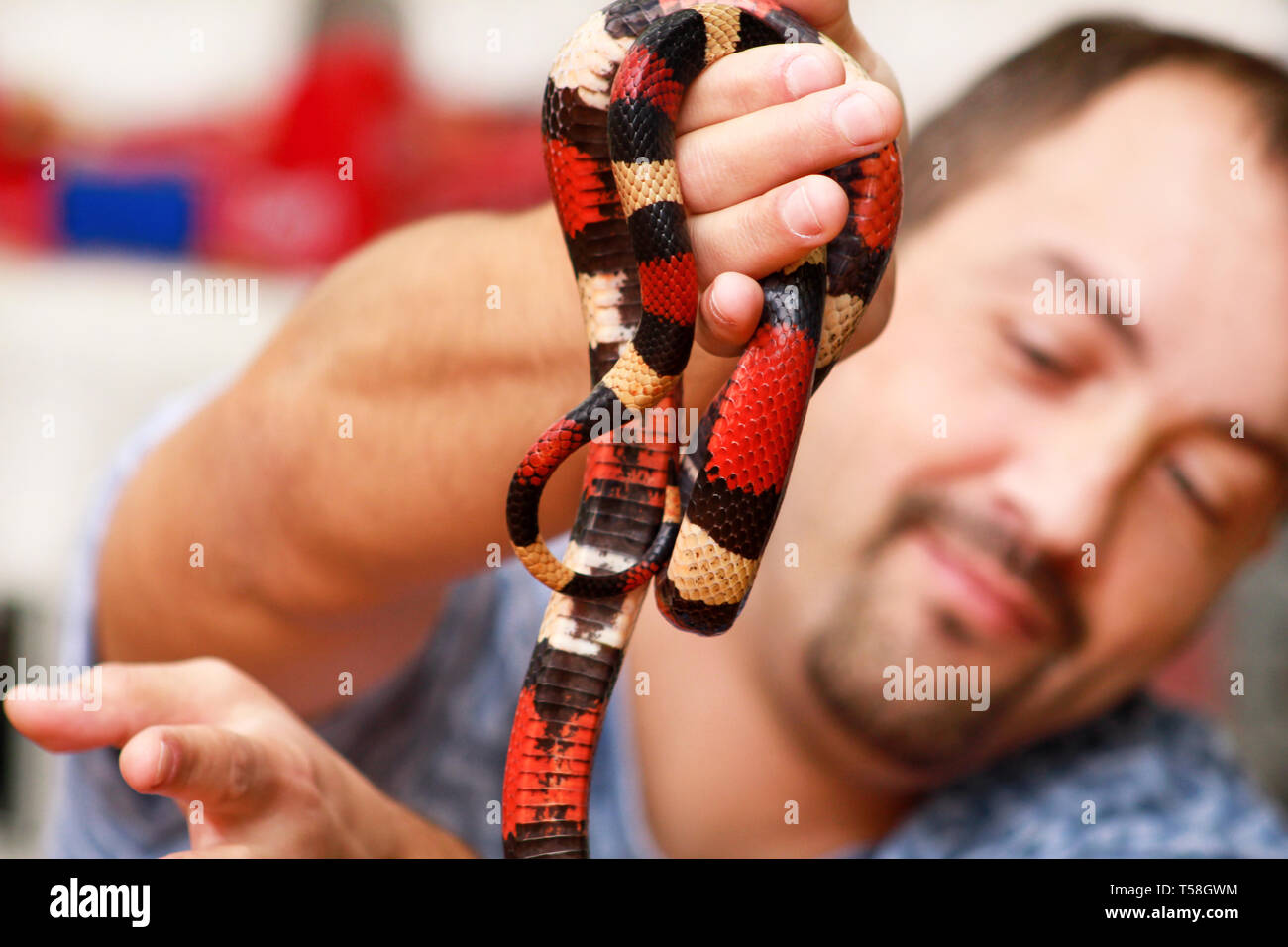 Boy with snakes. Man holds in hands reptile Milk snake Lampropeltis ...