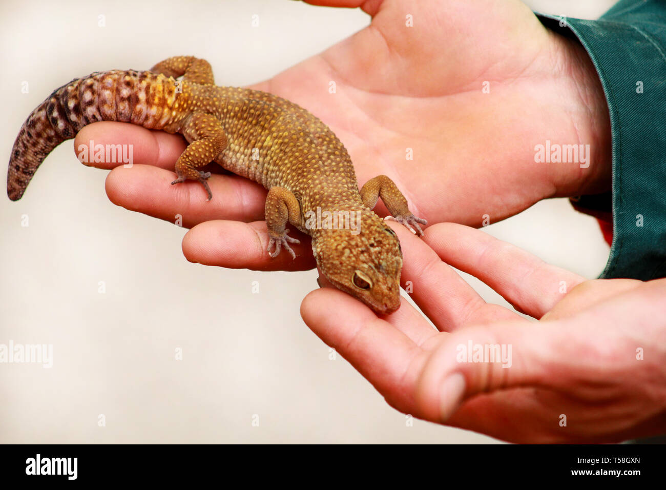 Guy with gecko. Man holds in hands reptile gecko. Common leopard ...