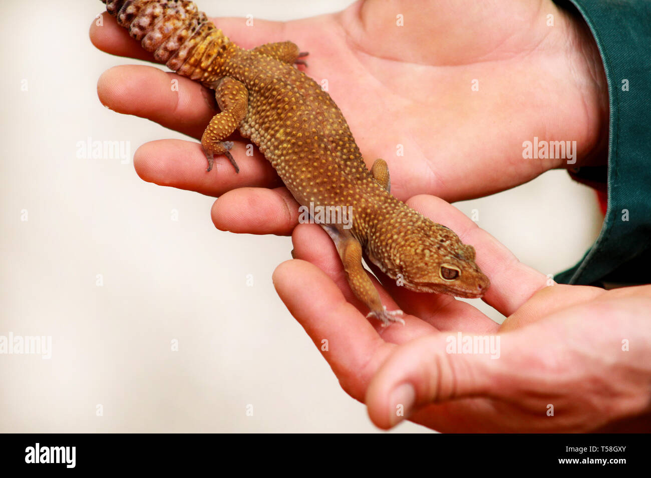 Guy with gecko. Man holds in hands reptile gecko. Common leopard ...