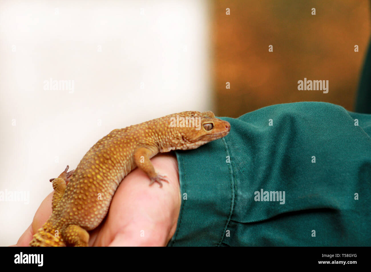 Guy with gecko. Man holds in hands reptile gecko. Common leopard ...