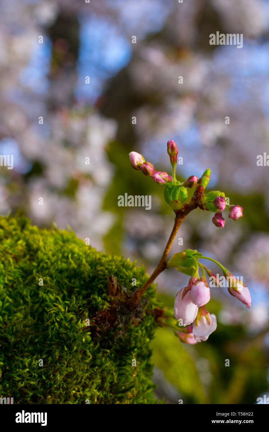 Pre sprouting hi-res stock photography and images - Alamy