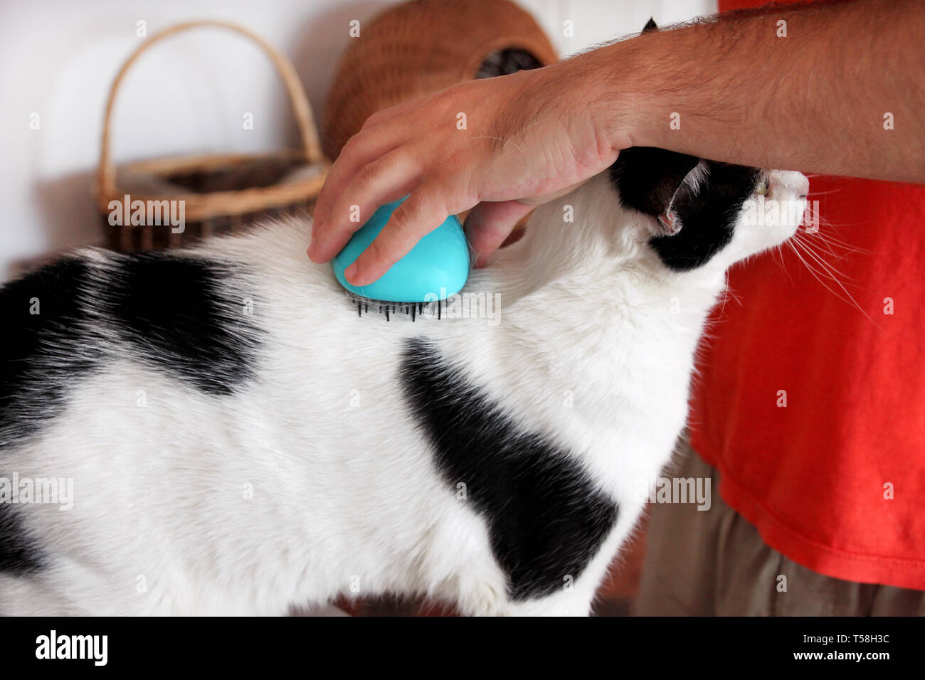 Man is brushing hair and brush cat fur comb of black white cat on table ...