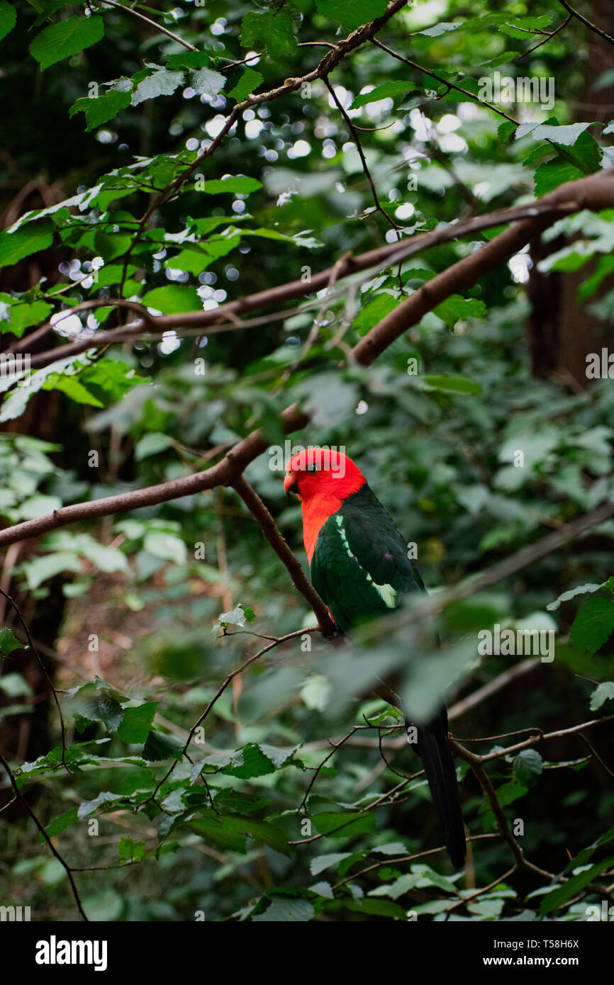 Side view bright red parrot hi-res stock photography and images - Alamy