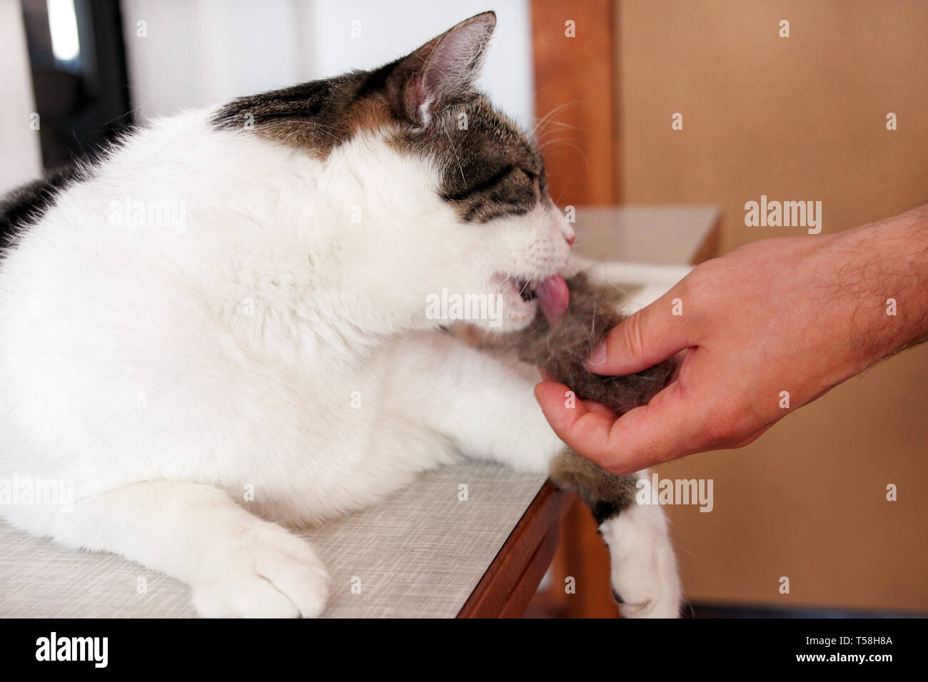 Caring for cat fur. Hand combing by comb cat. Man brushing hair and ...
