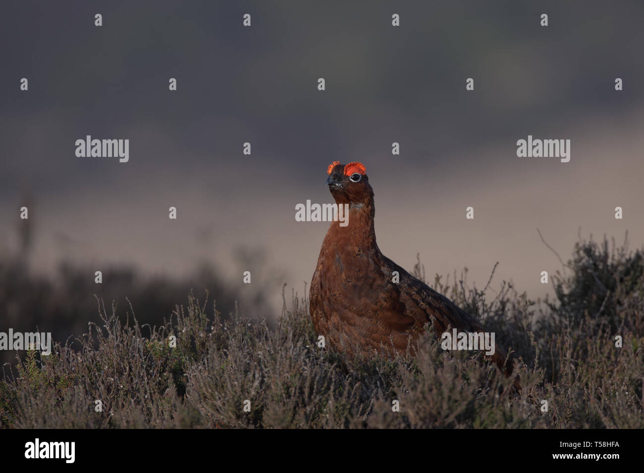 Willow grouse subspecies hi-res stock photography and images - Alamy