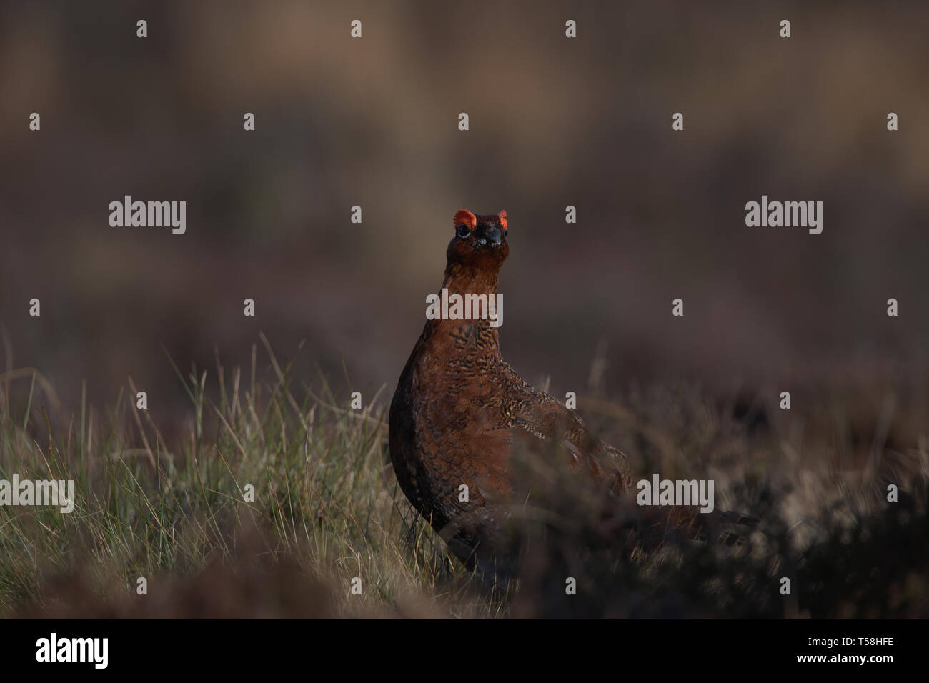 Willow grouse subspecies hi-res stock photography and images - Alamy