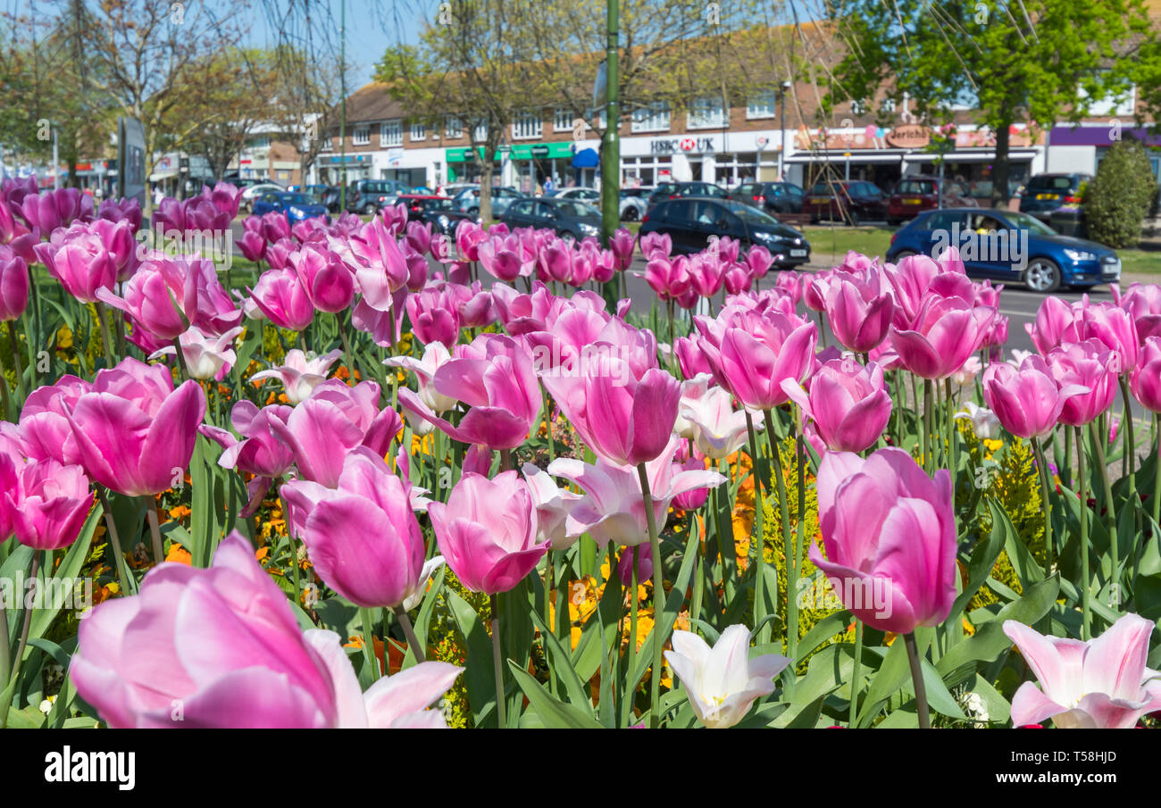 Display of pink tulips (Tulipa) flowers in a flowerbed in Spring in ...