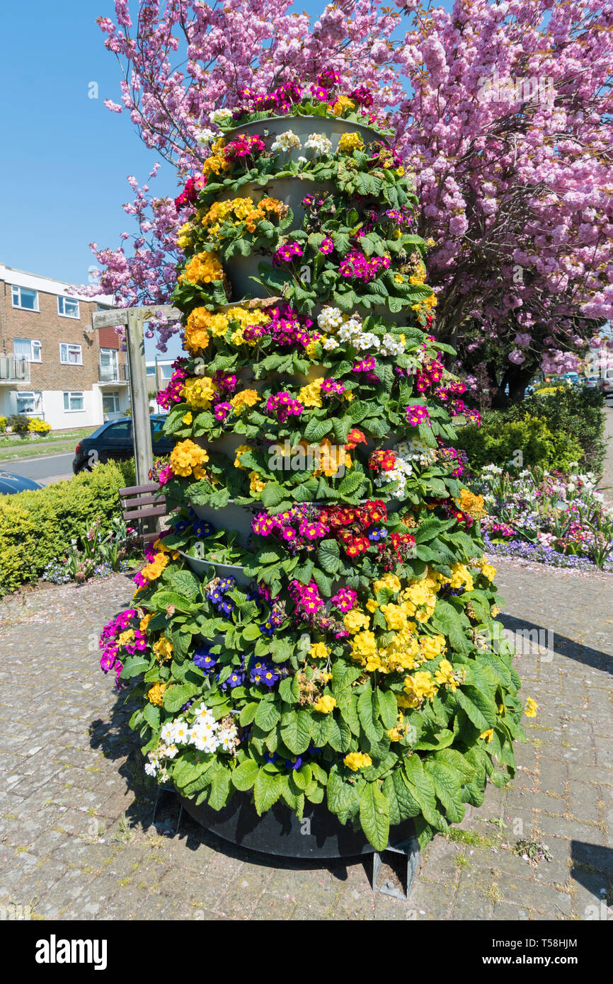 Display of Polyanthus flowerings of various colours in Spring in ...