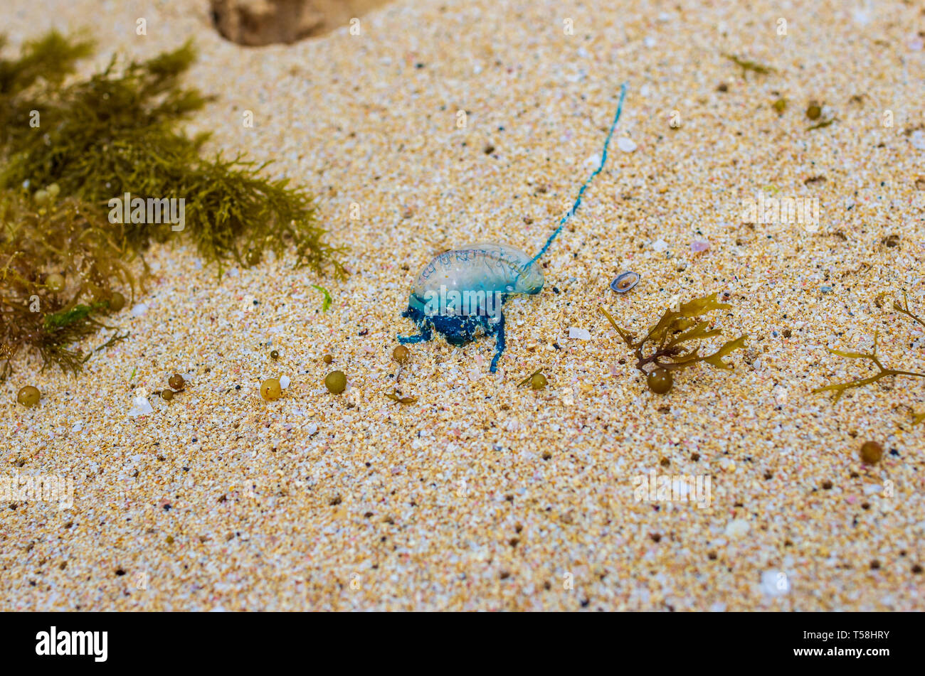 Blue jellyfish stranded on the beach among algae in the island of La ...