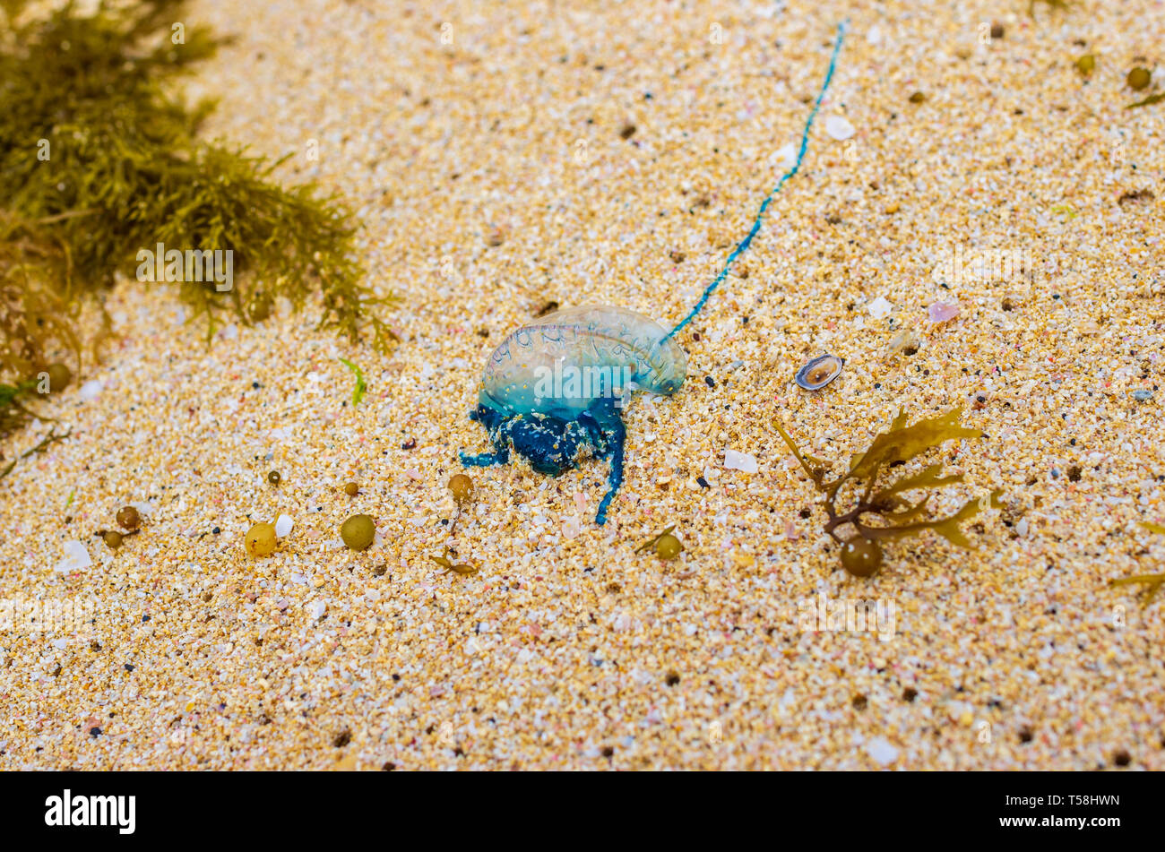 Blue jellyfish stranded on the beach among algae in the island of La ...