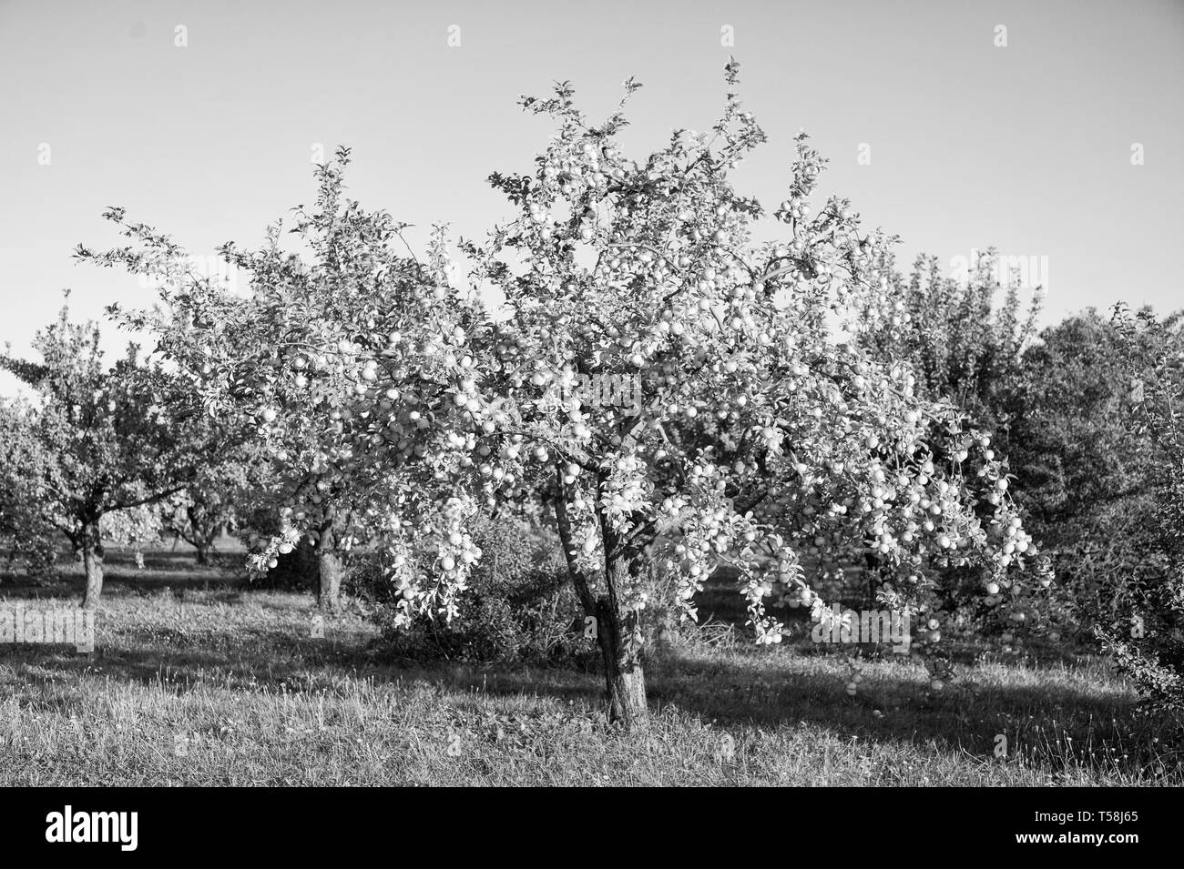 Apple Harvest Concept Apple Garden Nature Background Sunny Autumn Day