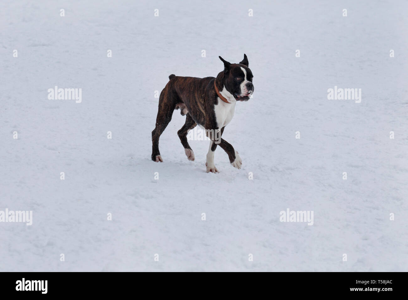 Cute brindle boxer with white markings is walking on a white snow. Pet ...