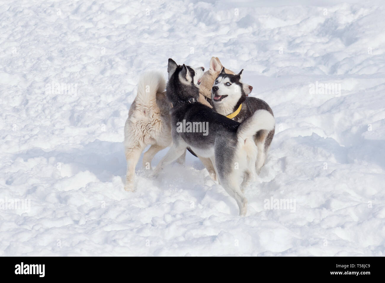 Three siberian husky are playing on a white snow in the park. Pet ...