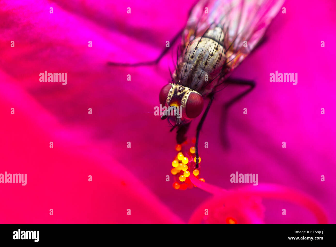 Pollinator pollination hi-res stock photography and images - Alamy