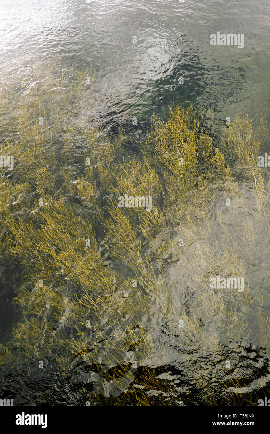 Seaweed nature background hi-res stock photography and images - Alamy