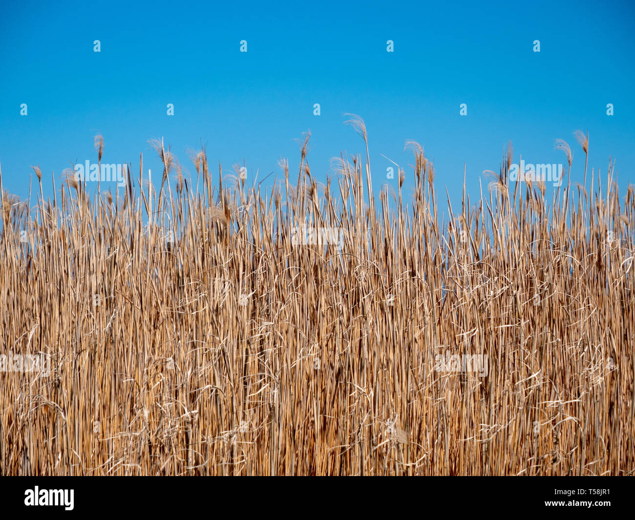 Reed stem texture hi-res stock photography and images - Alamy