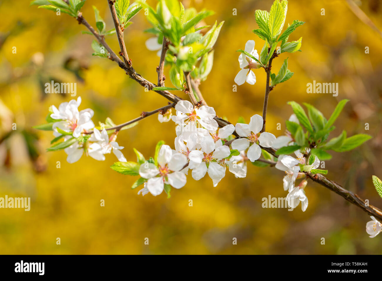 Apricot tree flower, seasonal floral nature background. Spring Stock ...