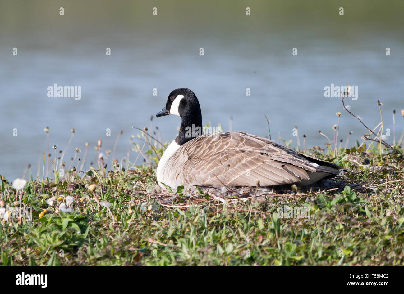 Female Canada Goose(Branta canadensis Stock Photo - Alamy