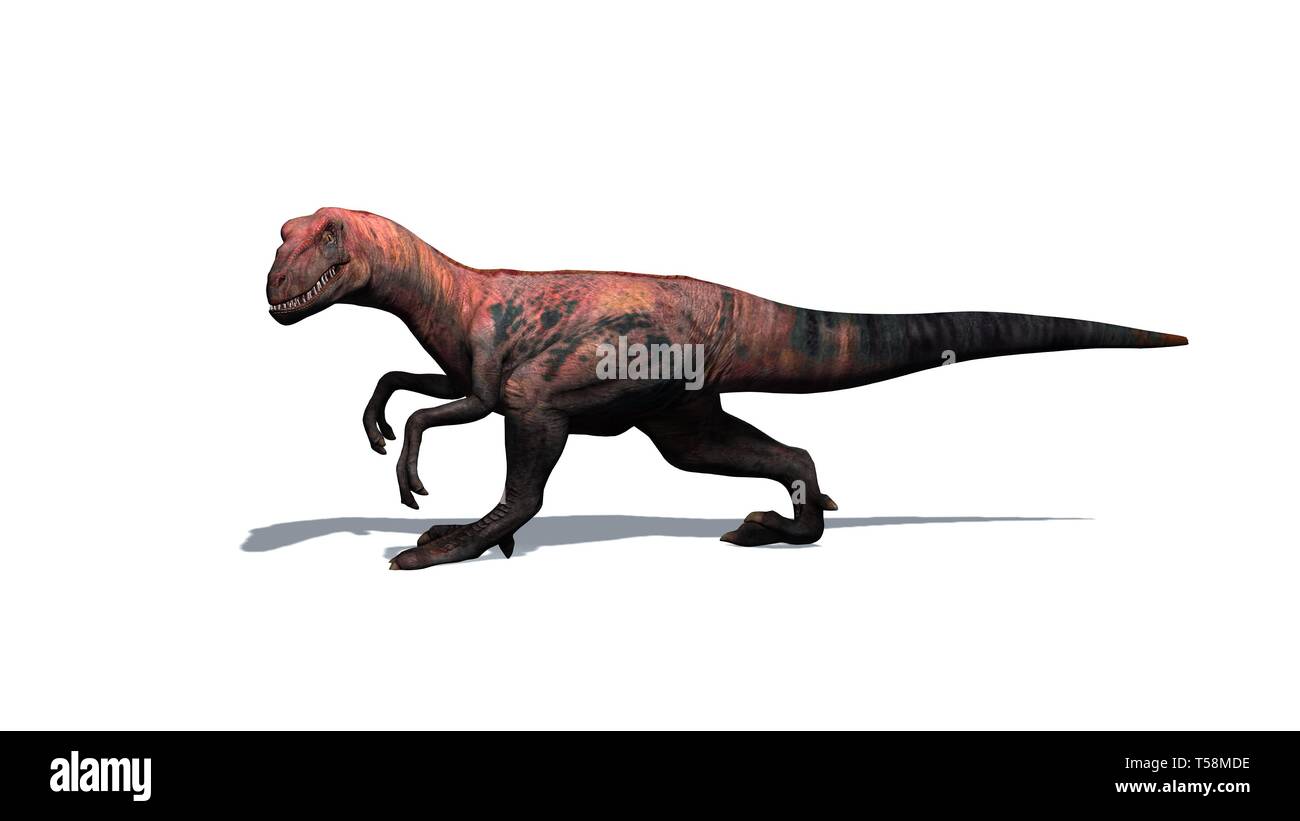 Dinosaur - Velociraptor - Two-legged, predator with a long, stiff tail ...
