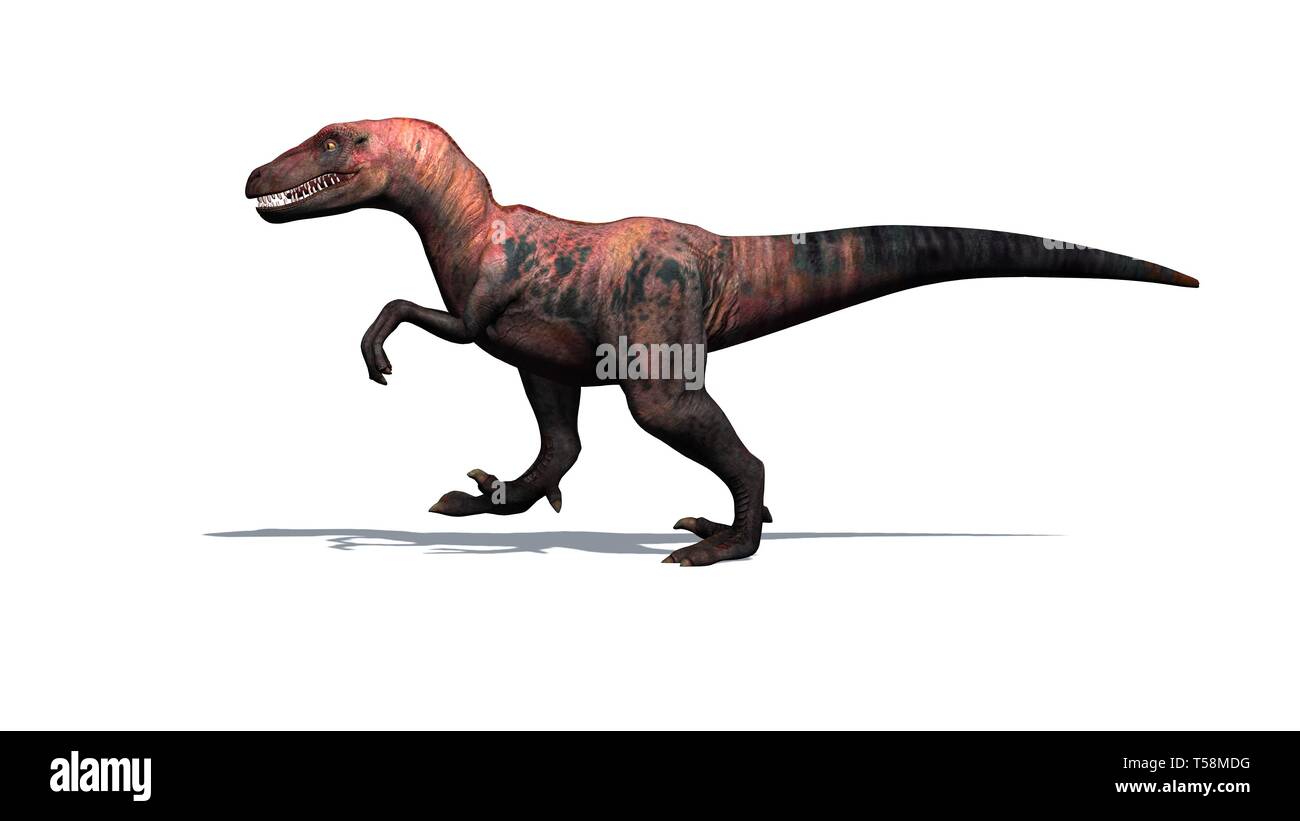 Dinosaur - Velociraptor - Two-legged, predator with a long, stiff tail ...