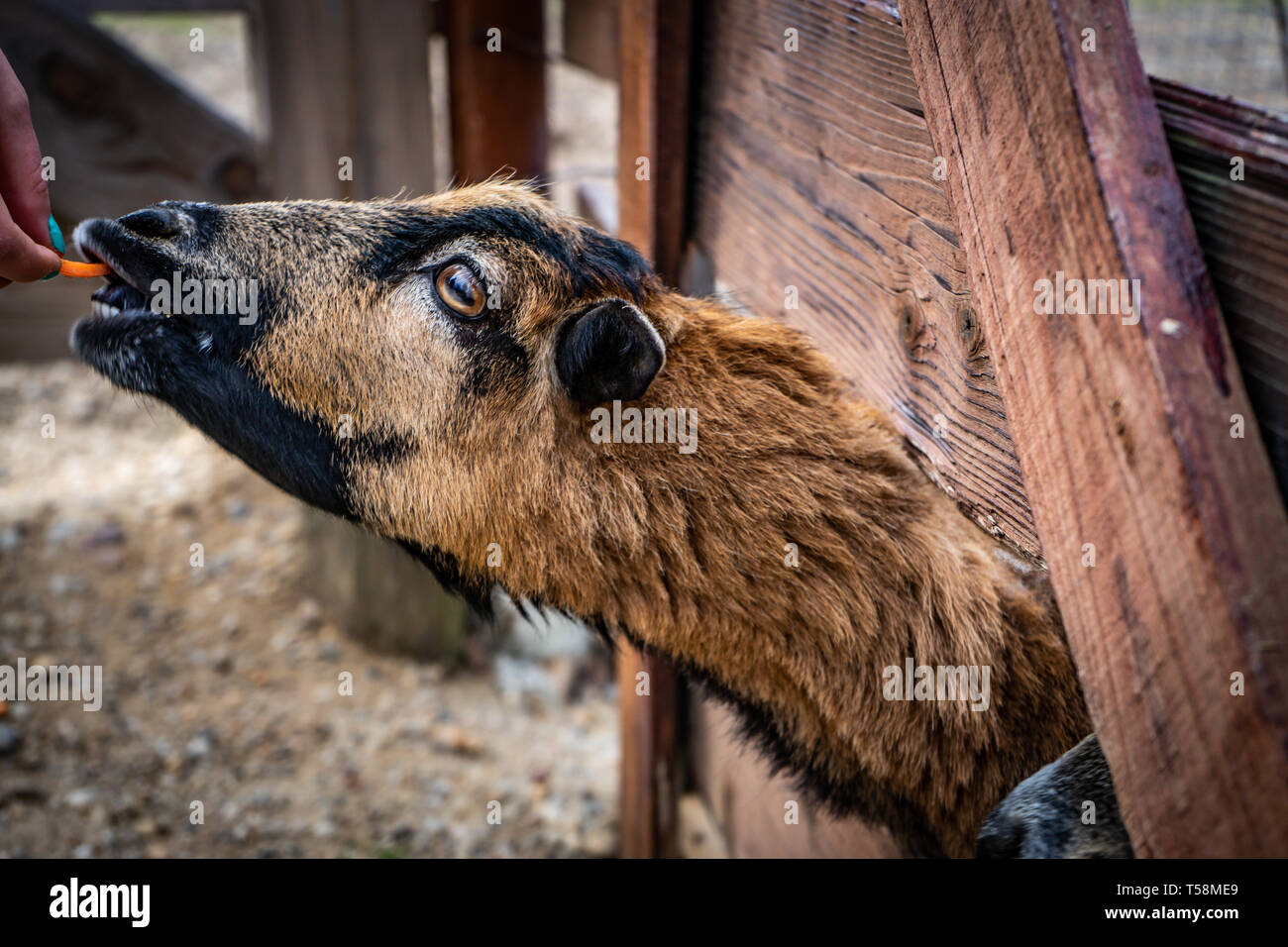 Beautiful village goat hi-res stock photography and images - Alamy