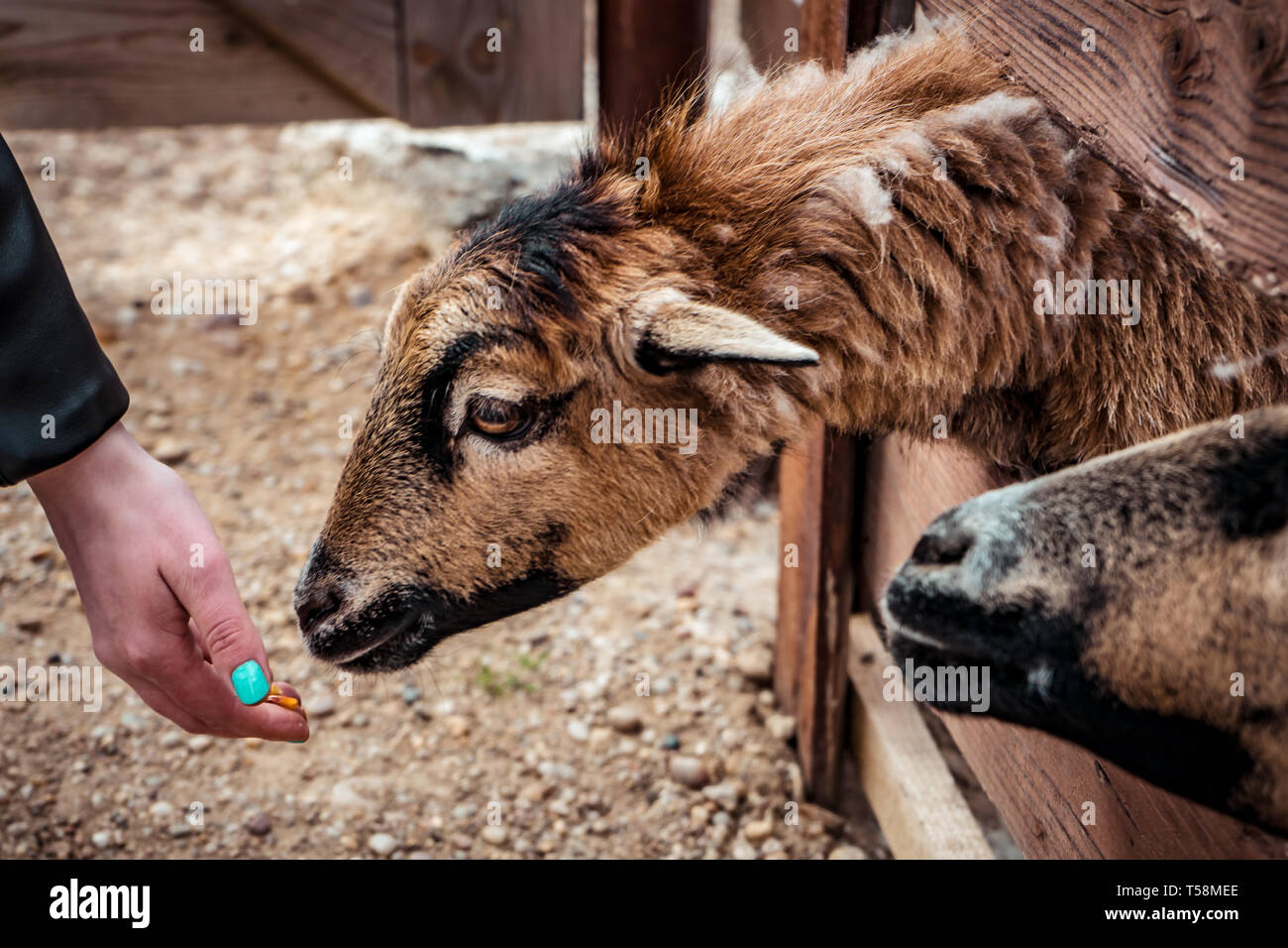 Goat milk hand hi-res stock photography and images - Alamy
