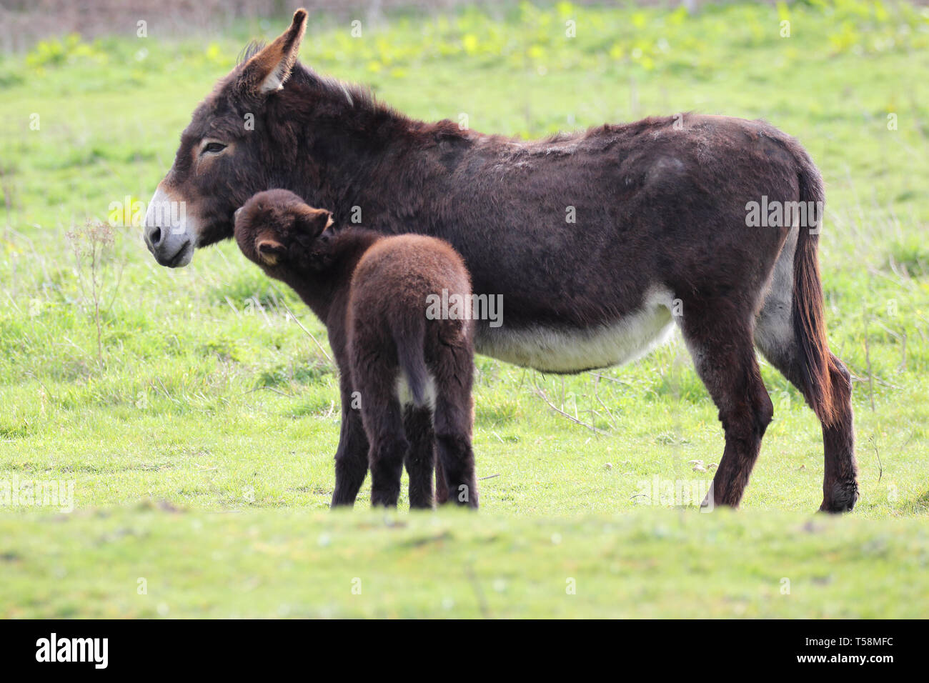 Female donkey with male foal Stock Photo - Alamy