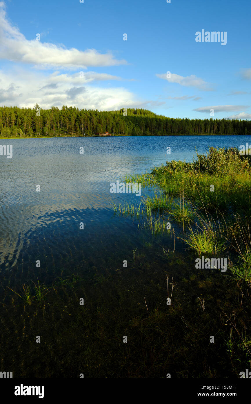 The summer lake and river landscape of the taiga forest in northern ...