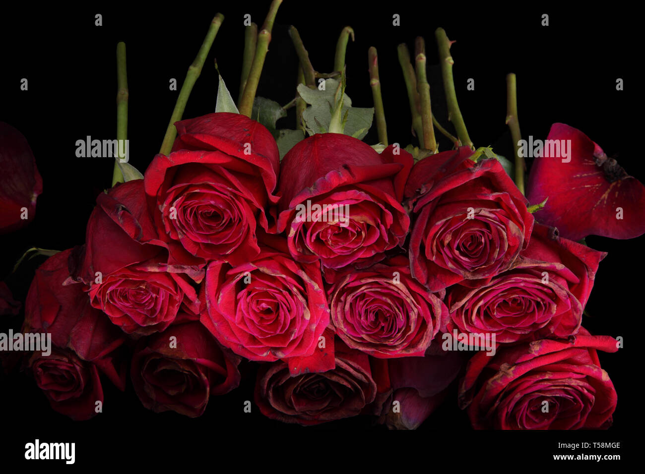 Dead dying red roses hi-res stock photography and images - Alamy