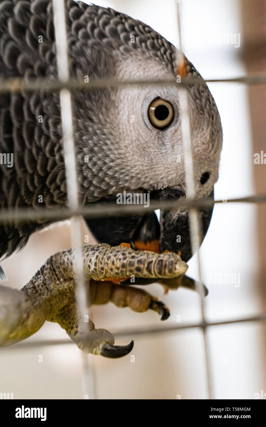 Parrot at zoo eating carrot Stock Photo - Alamy