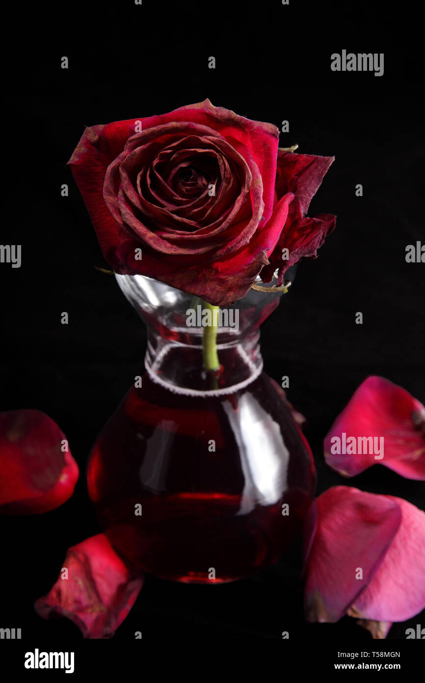 Dead rose petals hi-res stock photography and images - Alamy