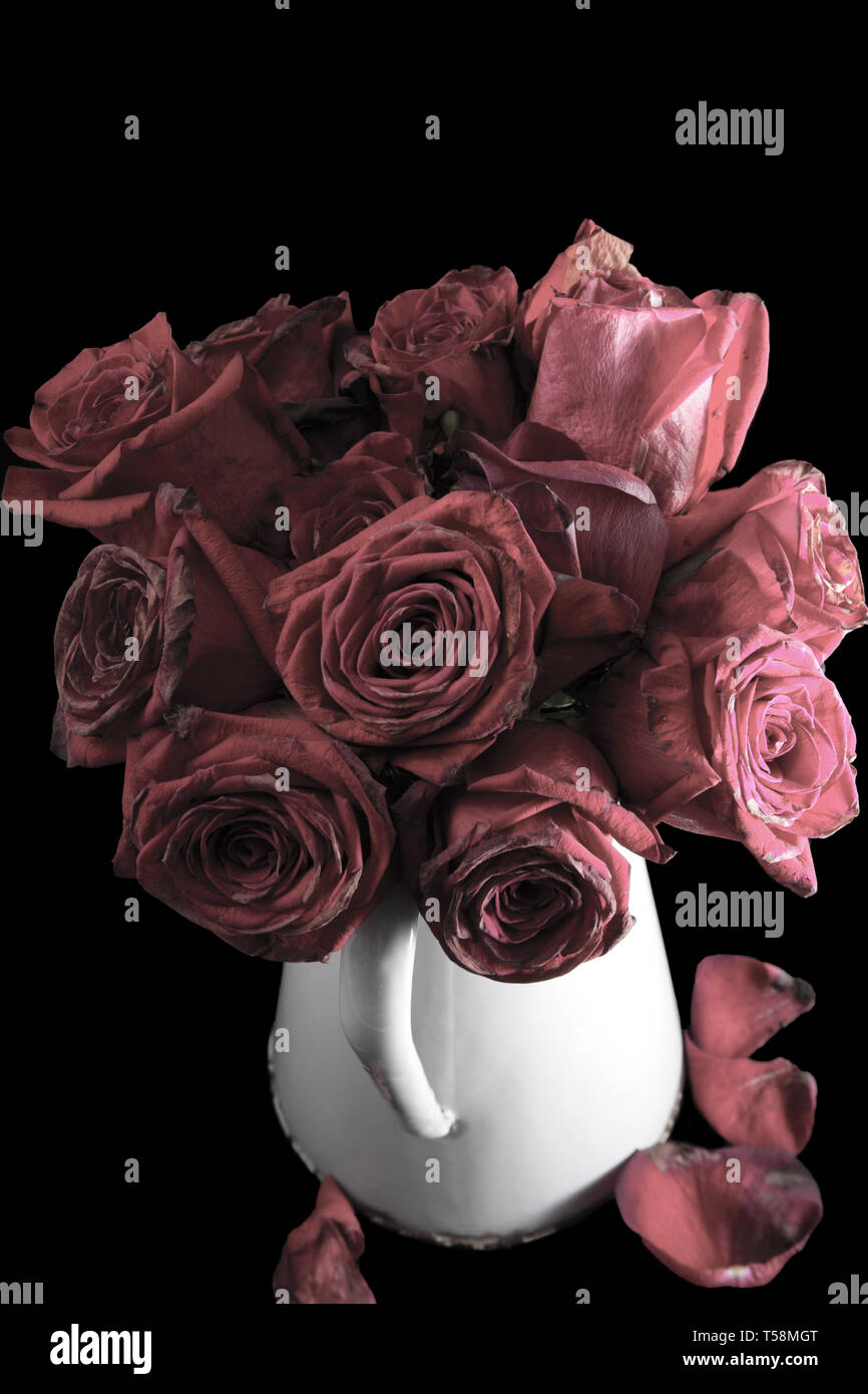 Dead dying red roses hi-res stock photography and images - Alamy
