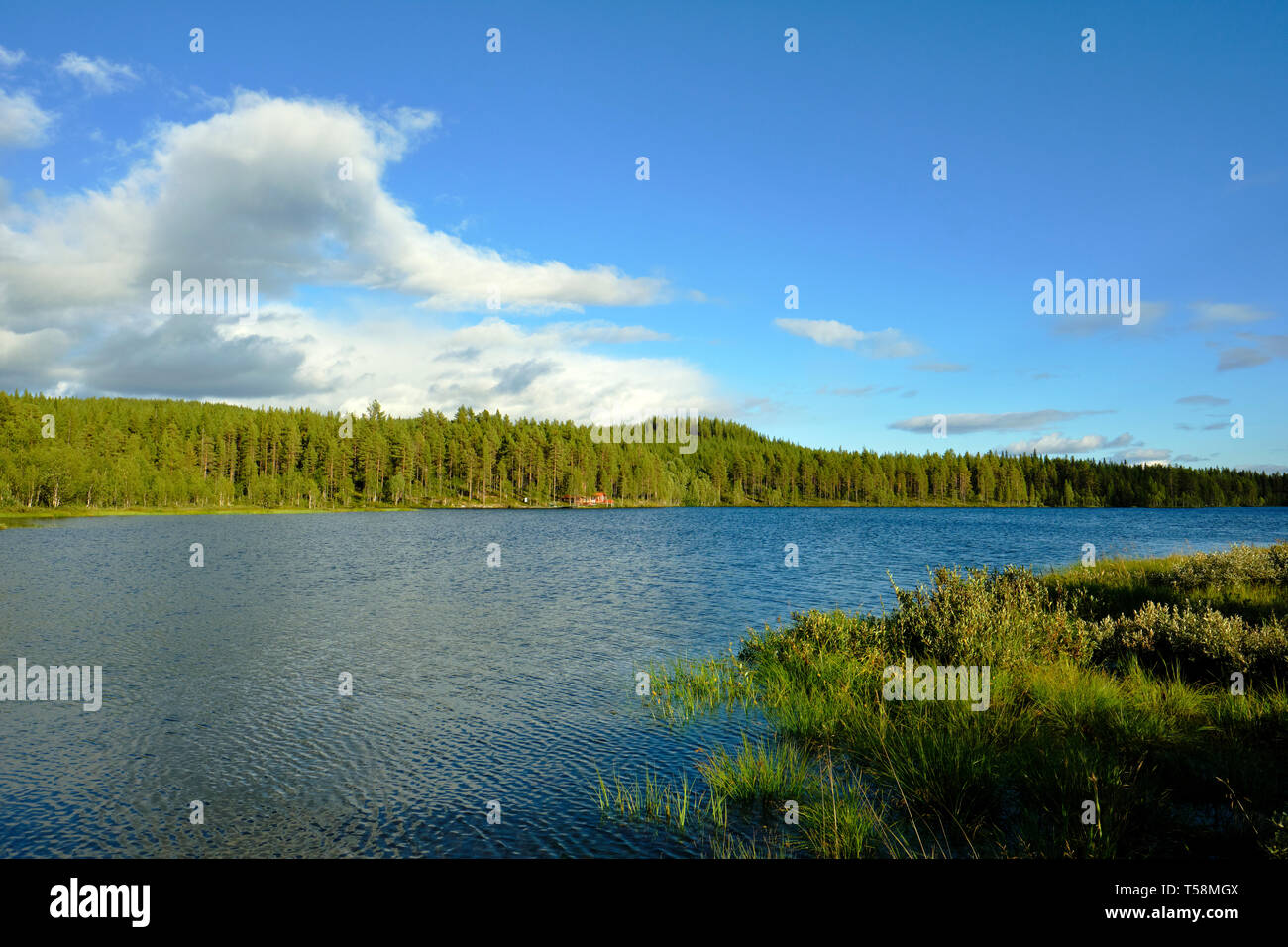 The summer lake and river landscape of the taiga forest in northern ...