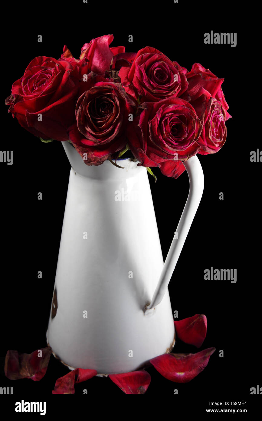 Dead dying red roses hi-res stock photography and images - Alamy