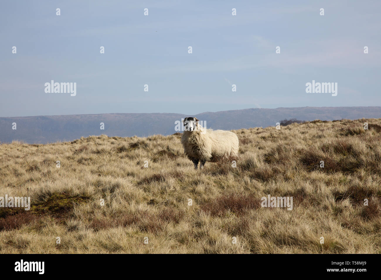 Sheep on the hills, peak district national park, Derbyshire Stock Photo ...