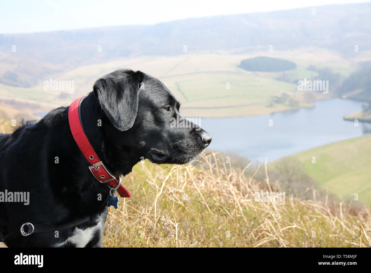 Labrador springer spaniel cross dog hi-res stock photography and images ...