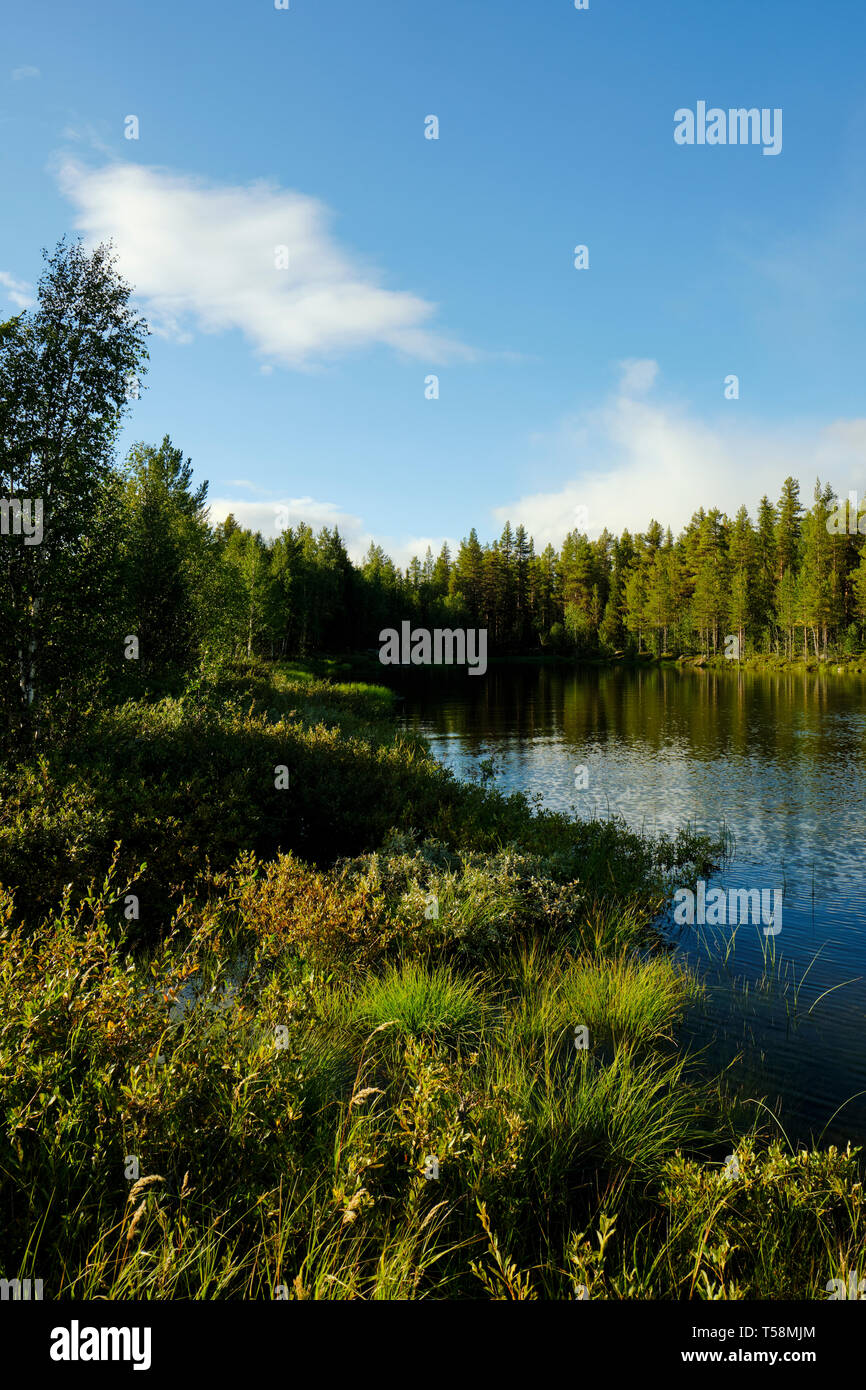 The summer lake and river landscape of the taiga forest in northern ...