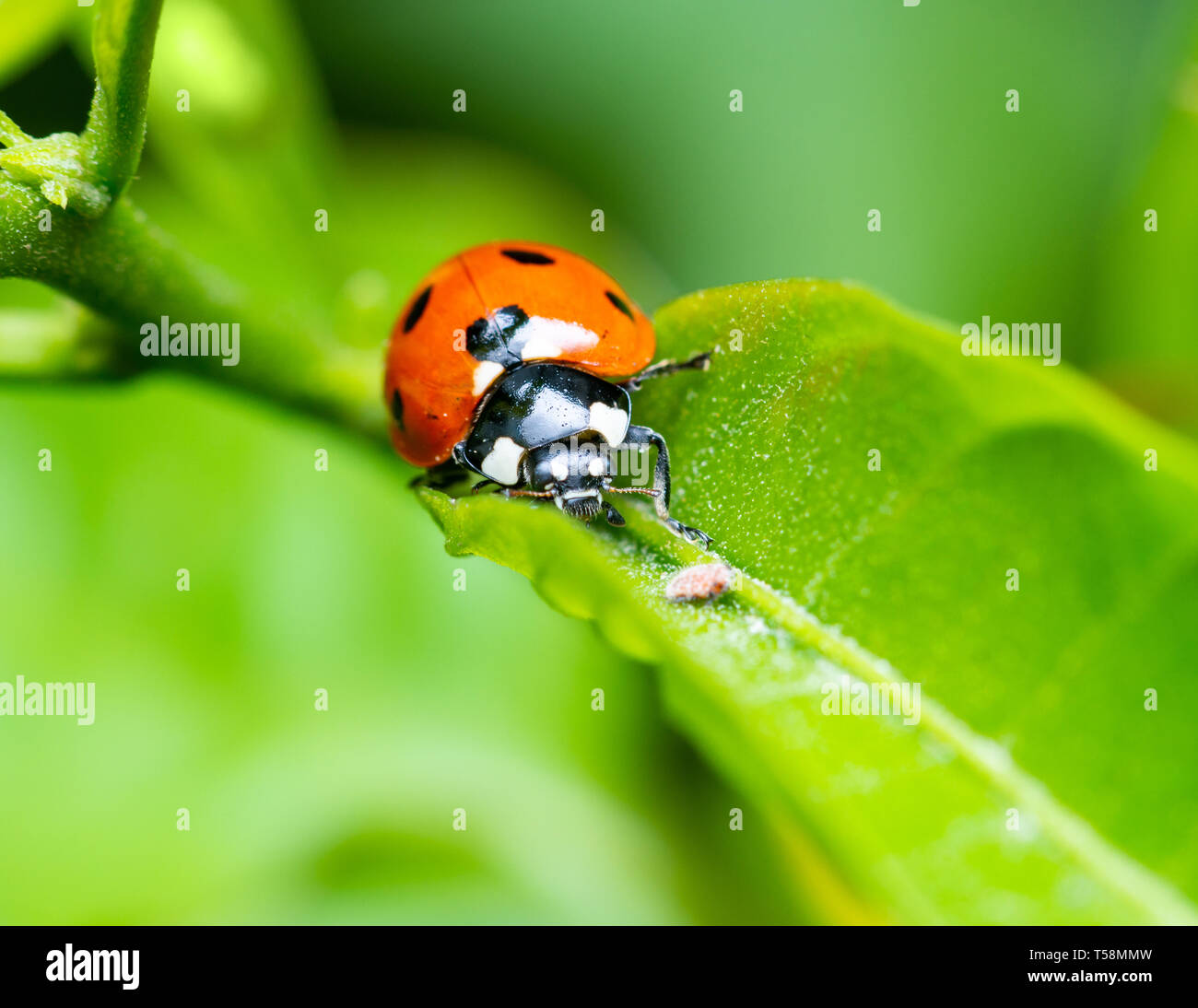 Life of a ladybird hi-res stock photography and images - Alamy
