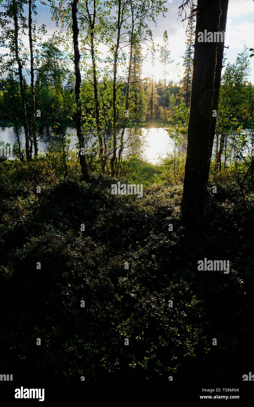 The summer lake and river landscape of the taiga forest in northern ...
