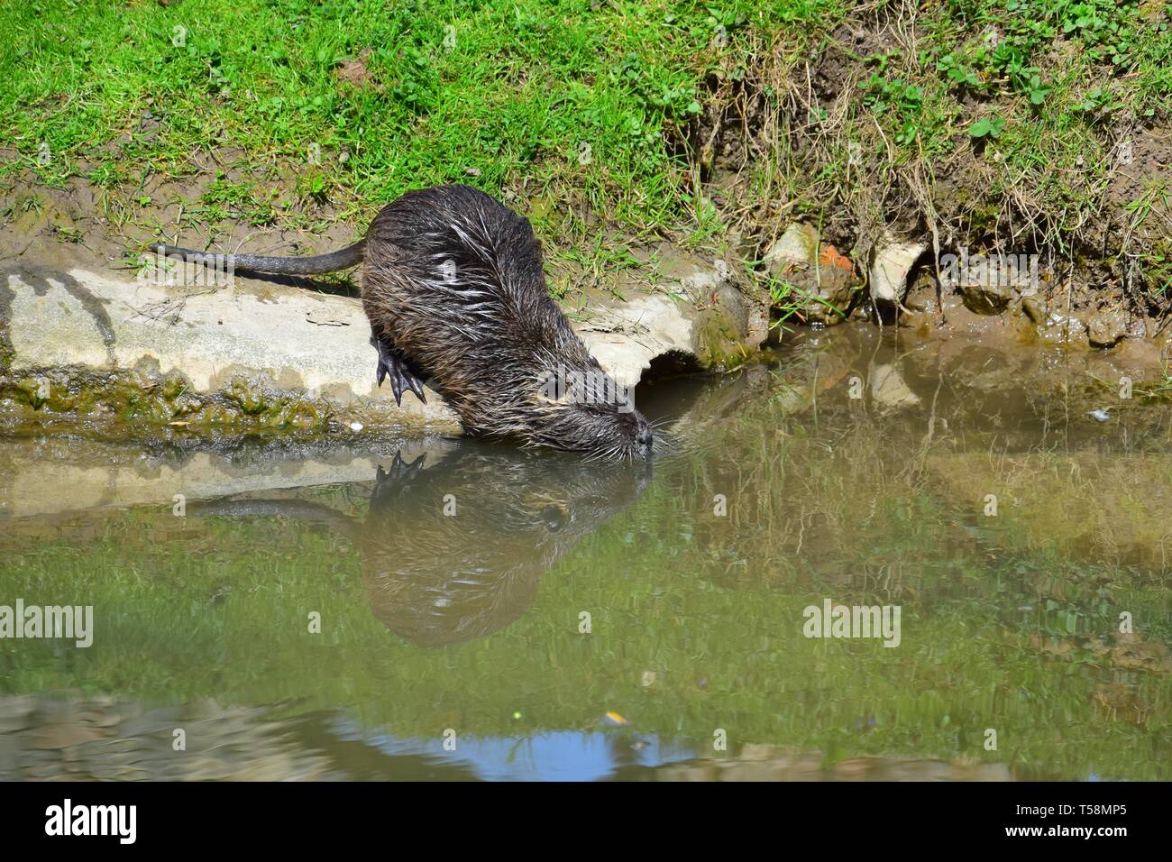 A nutria on the bank gliding into the water. It's good to see that the ...