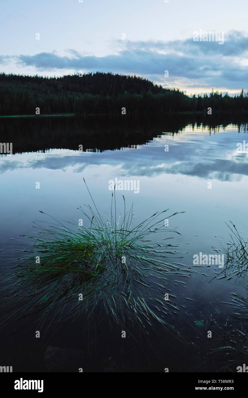 Sweden taiga forest hi-res stock photography and images - Alamy