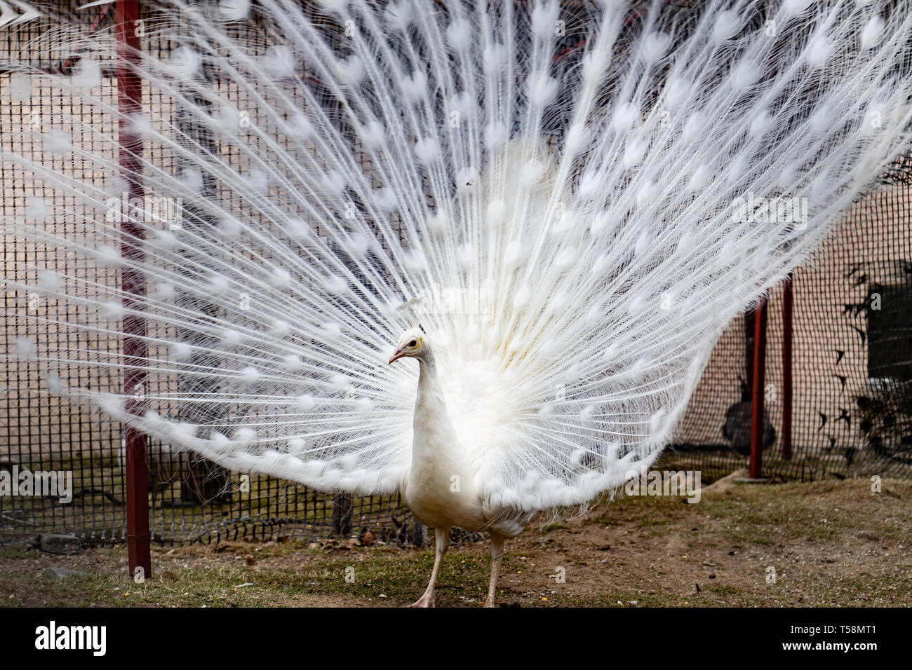 Pure white plumage hi-res stock photography and images - Alamy
