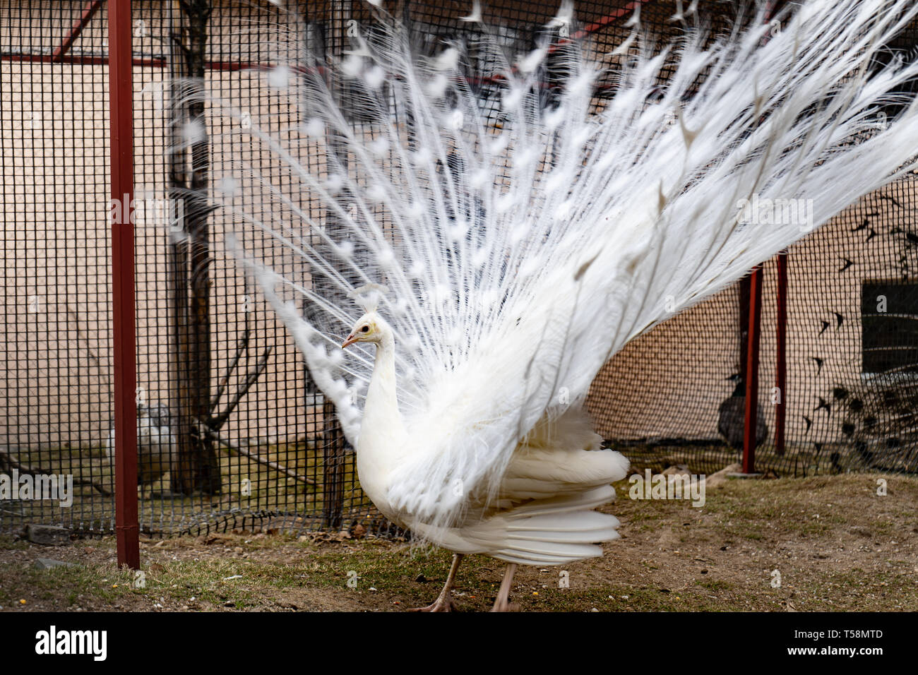 Pure white coat hi-res stock photography and images - Alamy