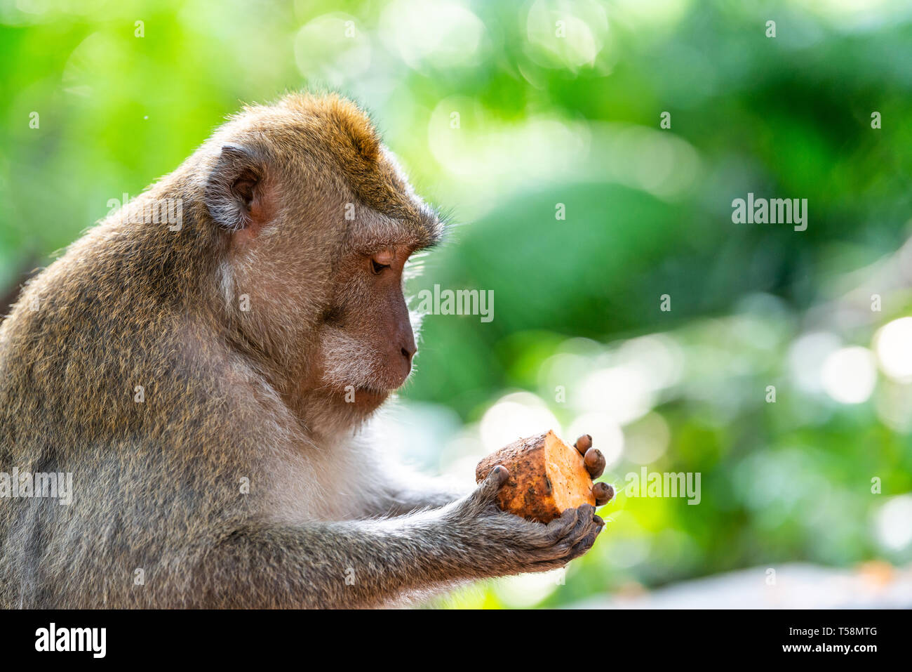Monkey holding hi-res stock photography and images - Alamy