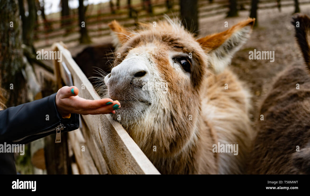 Hungry donkey hi-res stock photography and images - Alamy
