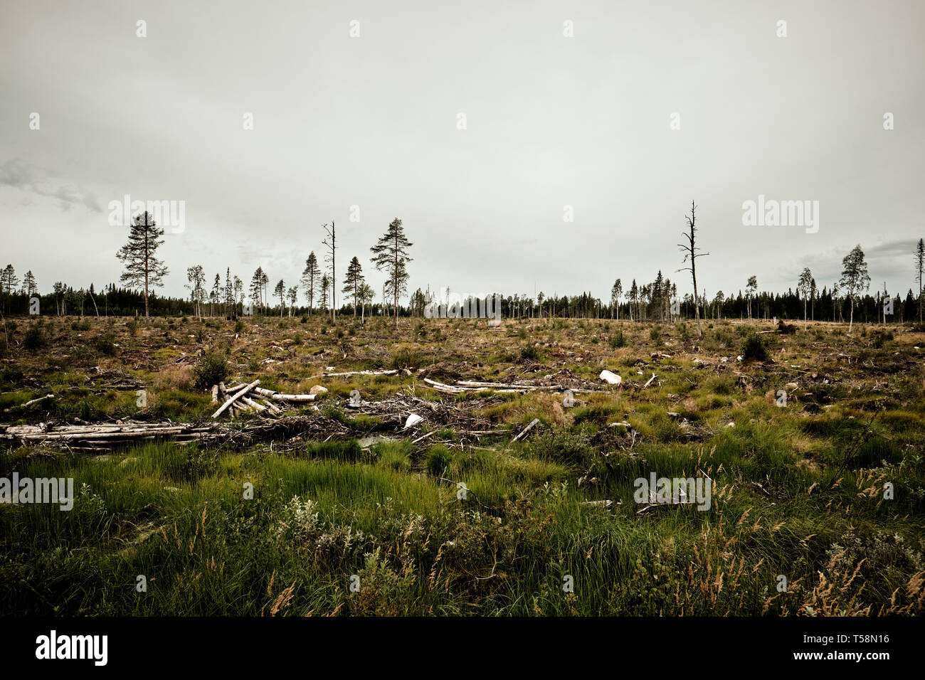 Taiga deforestation hi-res stock photography and images - Alamy